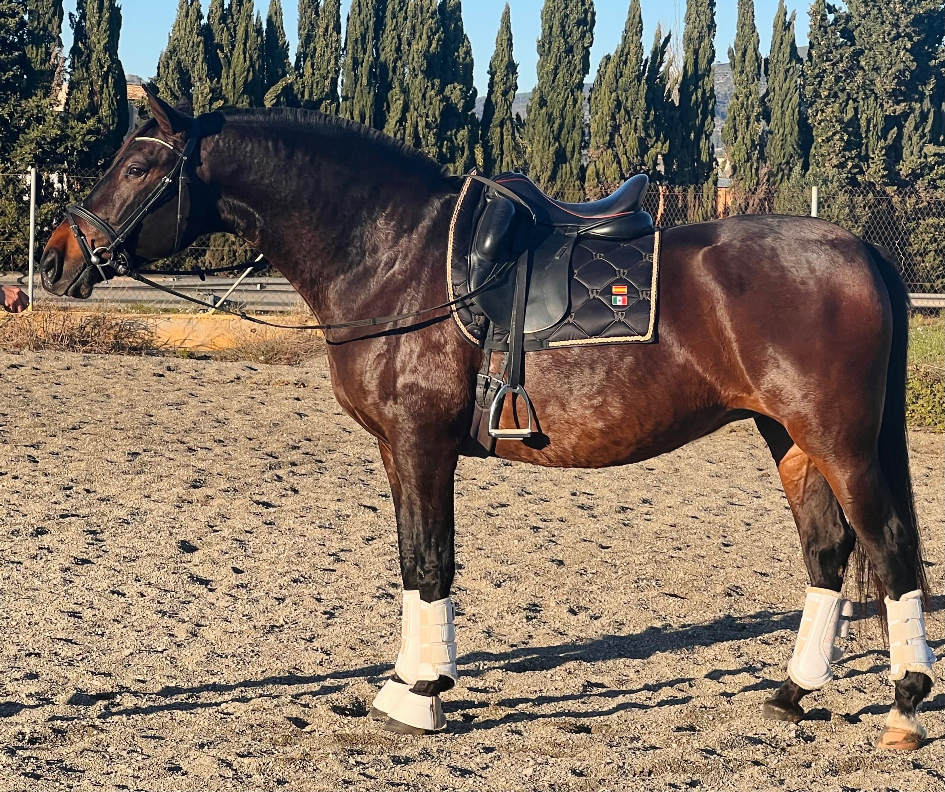 Mares – Fantastic PRE Horses
