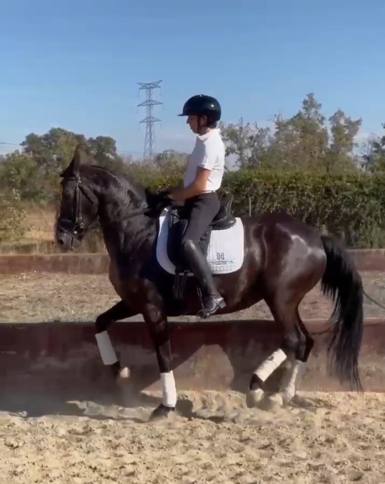 MANA – Fantastic PRE Horses