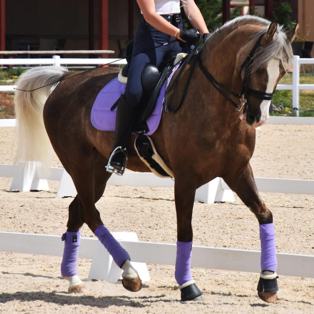 Chocolate – Fantastic PRE Horses