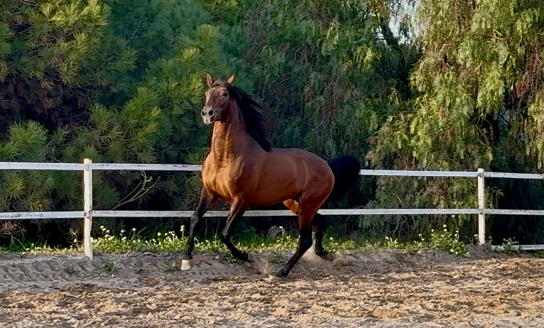 TORMENTO – Fantastic PRE Horses