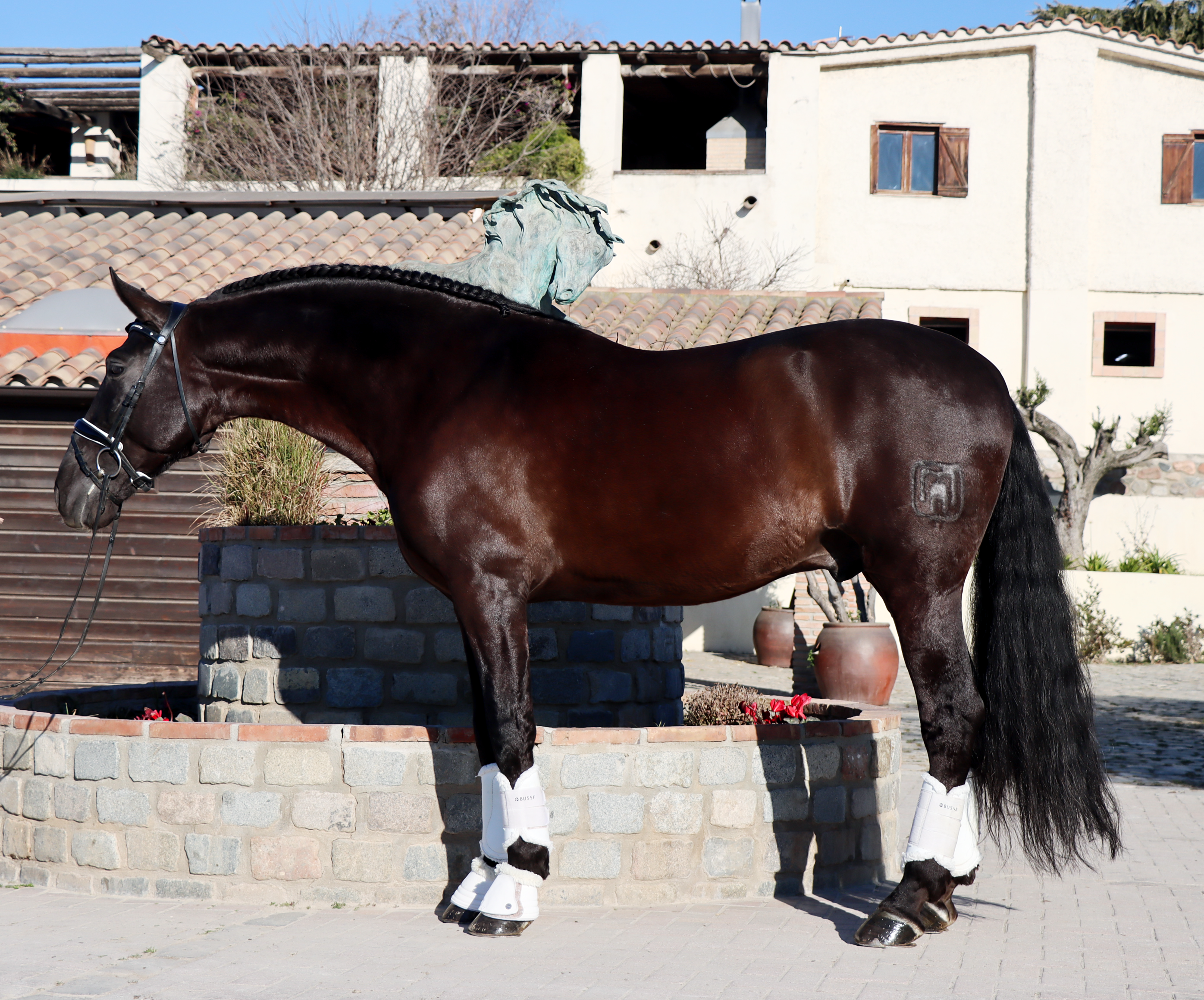 GRANDIOSO – Fantastic PRE Horses