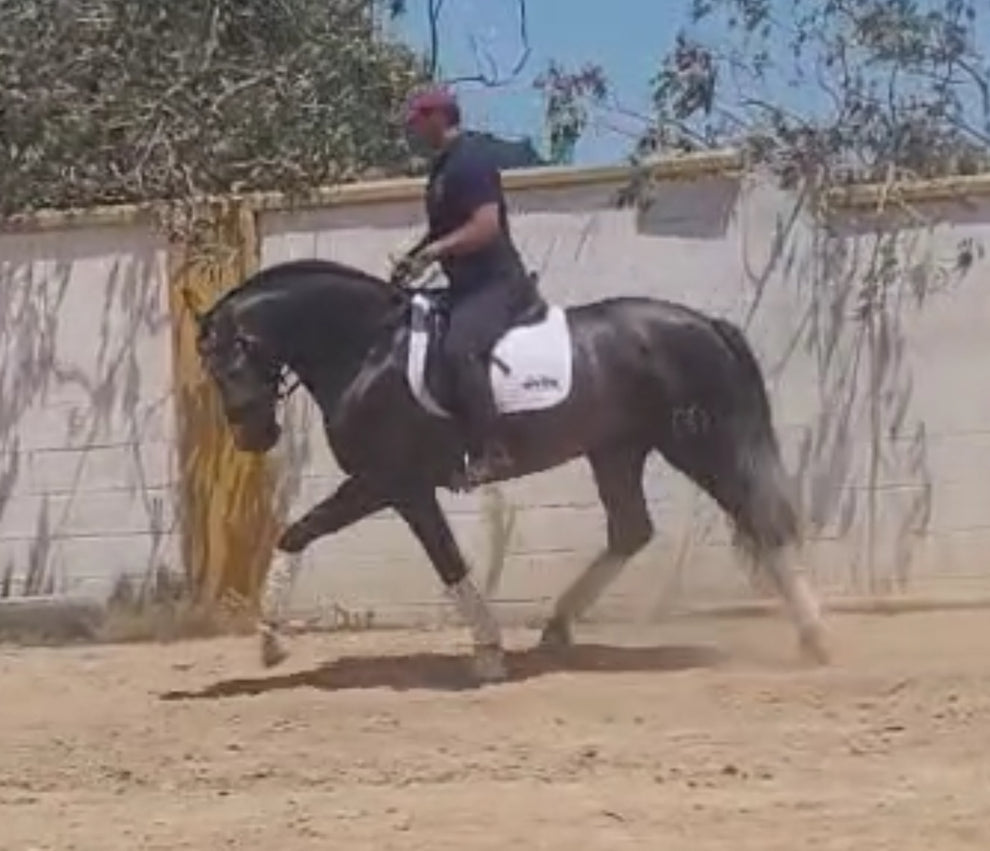 SAL – Fantastic PRE Horses