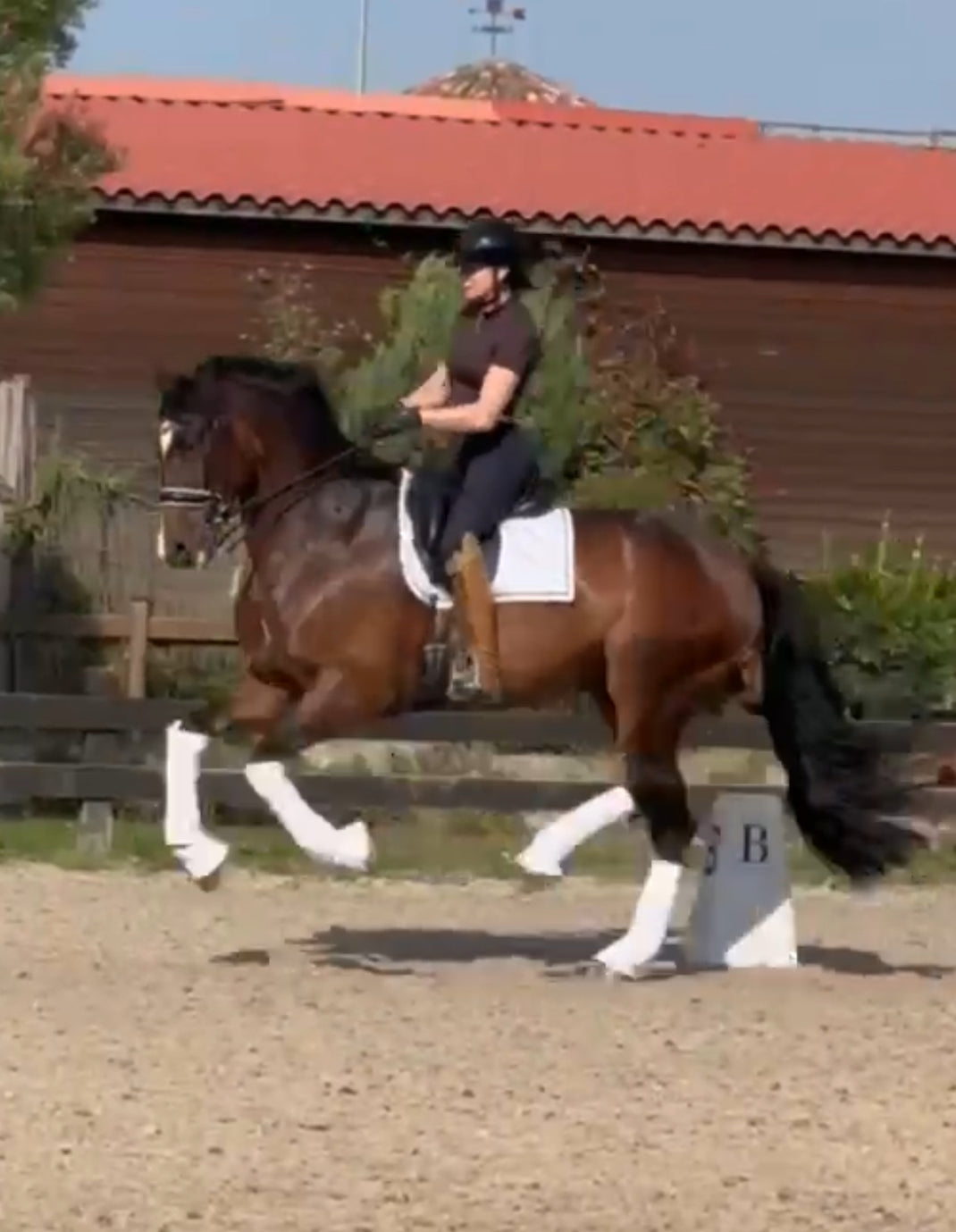 Horses – Fantastic PRE Horses