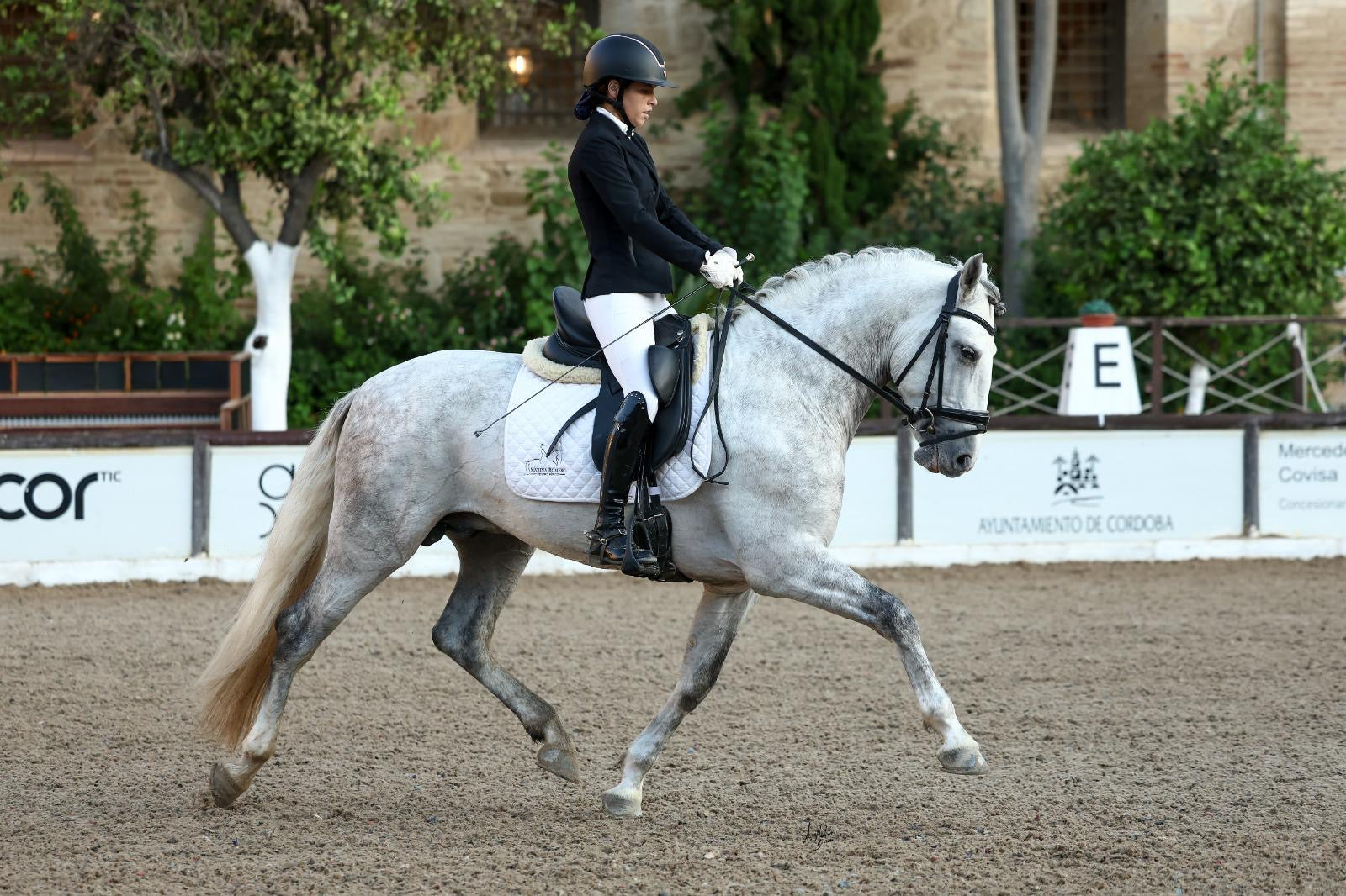 NEVADO – Fantastic PRE Horses